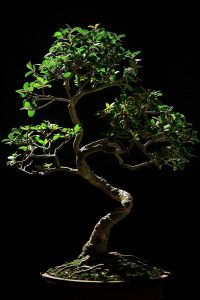 50 Amazing Bonsai Trees - Planted Shack